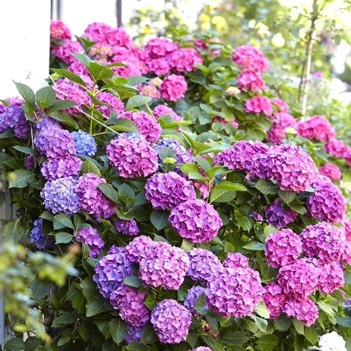 Hortensja ogrodowa Bouquet Rose doniczka 1L